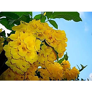 Exotic Yellow Trumpetbush Seeds - 20+ Seeds to Grow - Rare and Exotic Trumpet Bush Seeds