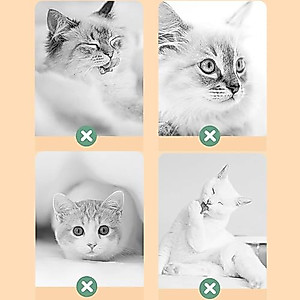 Catnip Chew Toys, Kitten Catnip Balls, Cats Balls Treats Set, Cat Teeth Cleaning Toys, Natural Catnip Balls, Engaging Catnip Playthings, Fun and Interactive Toy for Cats