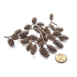 Aquatic Arts 50 Alder Cones | Shrimp Aquarium Decorations |pH Reducer & Buffering Water Treatment |Freshwater Fish Tank Supplies/Accessories