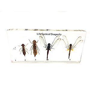 Lifecycle of a Dragonfly Science Classroom Specimens for Science Education