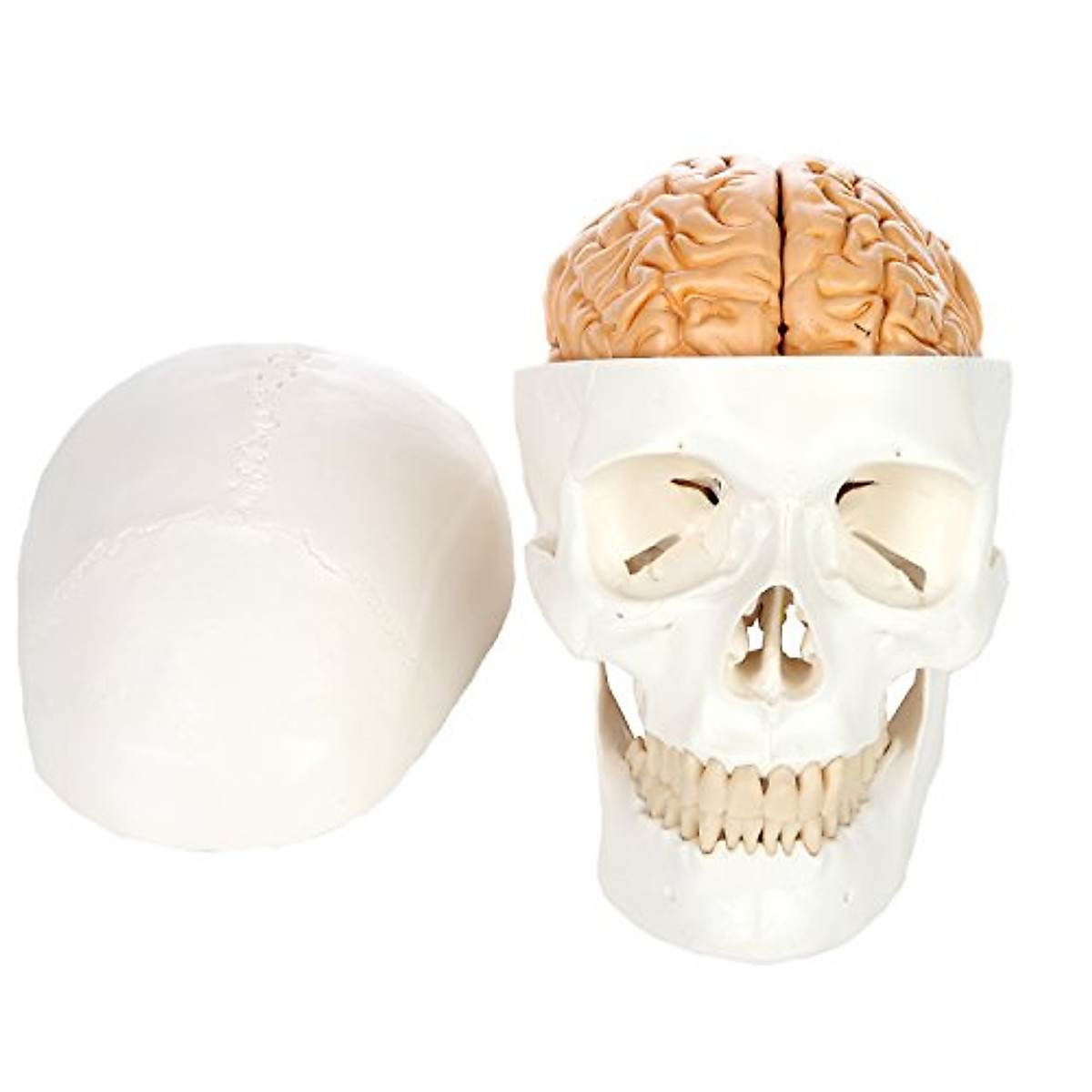 3-Part Human Skull Model, Removable 8-Part Brain, Anatomically Correct Brain Model for Neuroscience, Life Size Plastic Skull Mold from Real Skull, Detailed Product Manual, Made by Axis Scientific