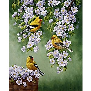 Goldfinch with White Blossoms Panel David Textiles AL4209 Cotton Fabric