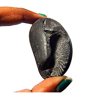 Sacred Adwaitya Vasudev Shaligram Nepal Kali Gandaki