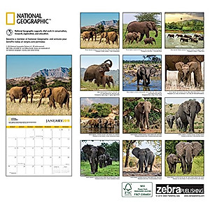 National Geographic Elephants 2019 Wall Calendar