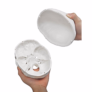 Human Skull Model, Life Size 3-Part Anatomical Model with Removable Skull Cap and Articulated Mandible for Medical Student Human Anatomy Study Course