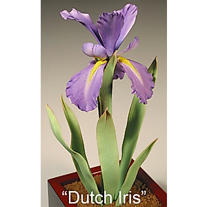 Dutch Iris Cutter Set (small) by WSA
