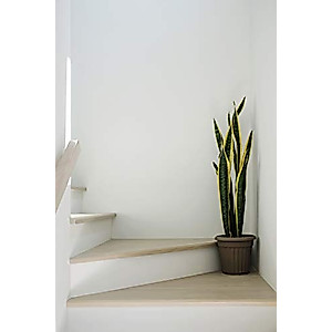 Live Snake Plant, Sansevieria trifasciata Laurentii, Fully Rooted Indoor House Plant in Pot, Mother in Law Tongue Sansevieria Plant, Potted Succulent Plants, Sansevieria laurentii by Plants for Pets