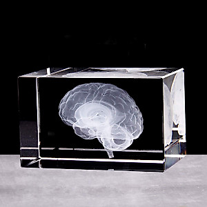 3D Human Brain Anatomical Model Paperweight(Laser Etched) in Crystal Glass Cube Science Gift (No Included LED Base)(3.1x2x2 inch)