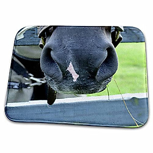 3dRose Susans Zoo Crew Animals Horse - horse muzzle with hay fence - Dish Drying Mats (ddm-162198-1)