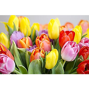 Complete Spring Flower Garden | 50 Fresh Bulbs | Bloom All Spring and Summer, Easy to Grow Flower Bulb, Indoor/Outdoor - Ships from Iowa, USA