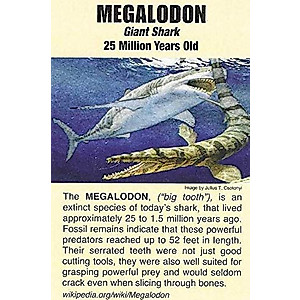 Megalodon Teeth Lot of 10 Shards Fossils w/10 info Cards Shark #15665 32o