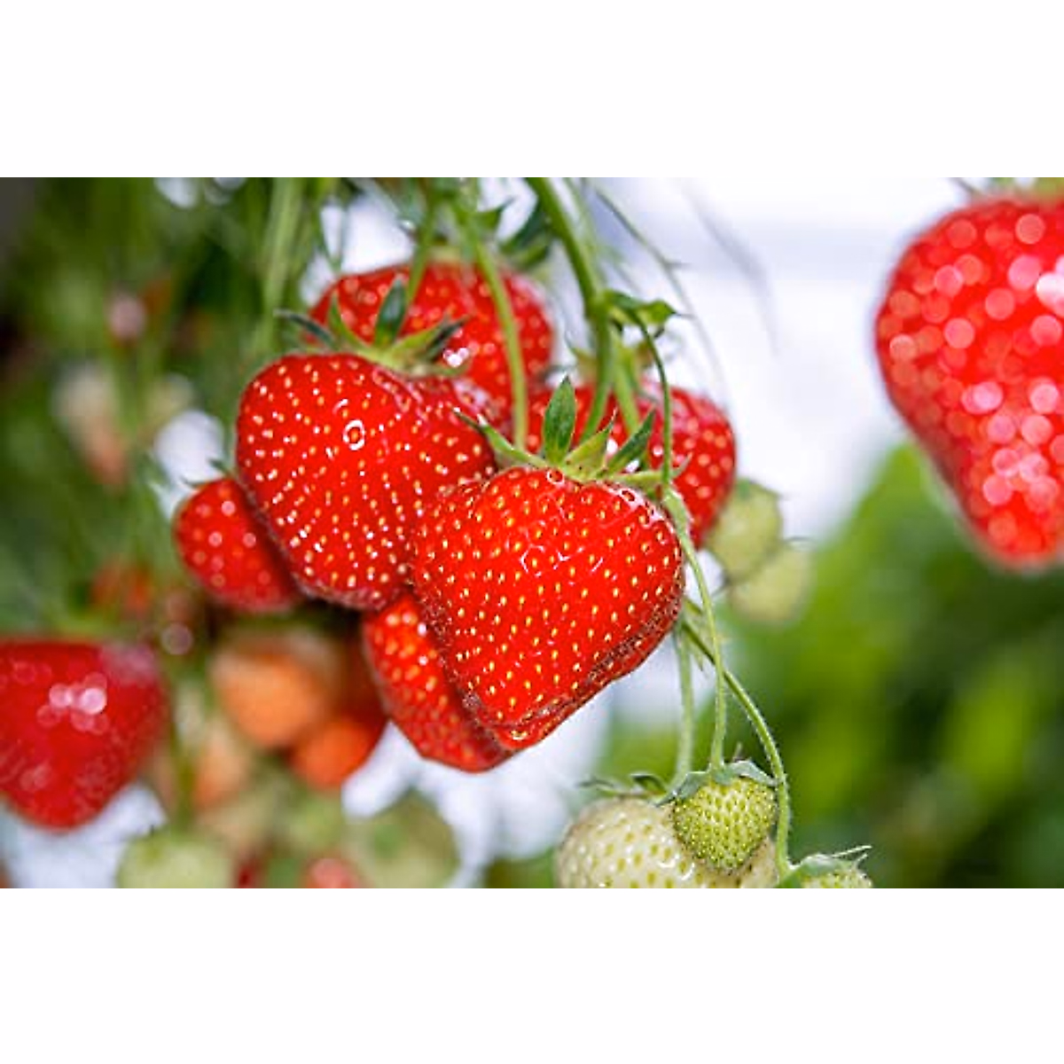 Giant Strawberry Seeds for Planting, 50 Heirloom Seeds Per Packet, (Isla's Garden Seeds), Non GMO Seeds, Botanical Name: Fragaria vesca, Great Home Fruit Garden Gift