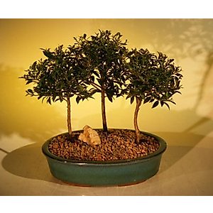 Bonsai Boy Flowering Brush Cherry Bonsai Tree Three 3 Tree Forest Group eugenia myrtifolia