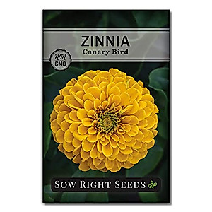 Sow Right Seeds - Zinnia Flower Seeds Collection - Five packets - Luminosa, Canary Bird, California Giants, Envy, and Thumbelina - Full instructions for planting - Wonderful gardening gifts