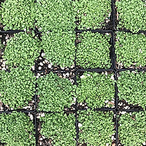 CHUXAY GARDEN Mentha Requienii-Corsican Mint 20 Seeds Overseed Seed New Lawn Existing Lawn Grows in Just Weeks Herb Plant