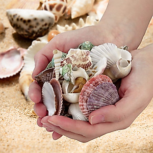 Weoxpr 200pcs Sea Shells Mixed Ocean Beach Seashells, Various Sizes Natural Seashells for Fish Tank, Home Decorations, Beach Theme Party, Candle Making, Wedding Decor, DIY Crafts, Fish Tan