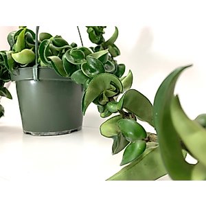 Hoya Compacta aka Hoya Hindu Rope Available in 2", 4", and 6" Pot Live Hoya Plant Air-Purifying Plant (Hoya Compacta, 4" Pot with 2 Plants)
