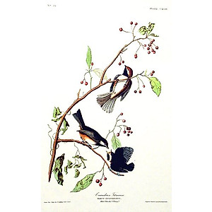 Canadian Titmouse. From"The Birds of America" (Amsterdam Edition)