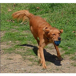 JULYFOX Pet Balls for Dog Squeaky Fetch Ball Toys Durable Chew Toy with Squeaker Bulk for Dog Small/Medium 2 Pack Blue+Green