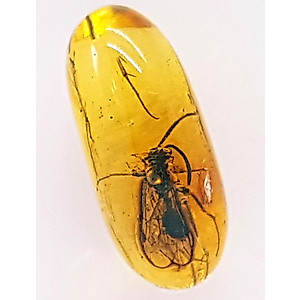 AMBERMILANA Natural Fossil Baltic Amber with Insect Inclusion in Magnifying Box/Beautiful Museum Grade/Certified Genuine Baltic Amber