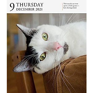 Cat Page-A-Day Gallery Calendar 2021