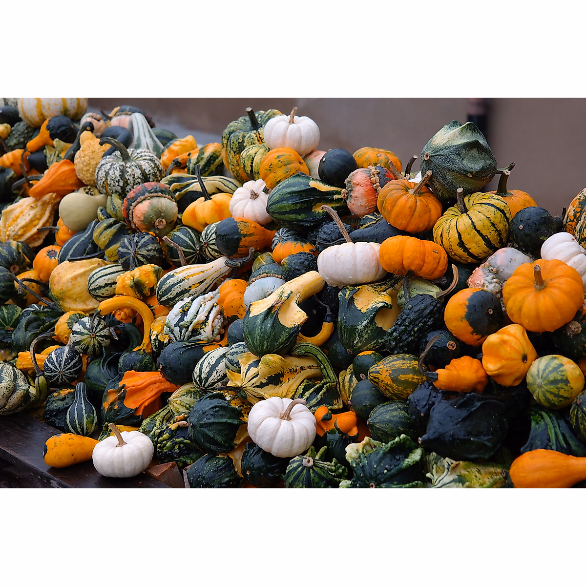 “Decorative Mix” Small and Medium Gourd Seeds – 7+ Varieties/Packet – Warted, Smooth, Striped, Daisy, and More | Cucurbita Pepo | Never GMO, Always Heirloom | USA Grown Seeds by Liliana's Garden |