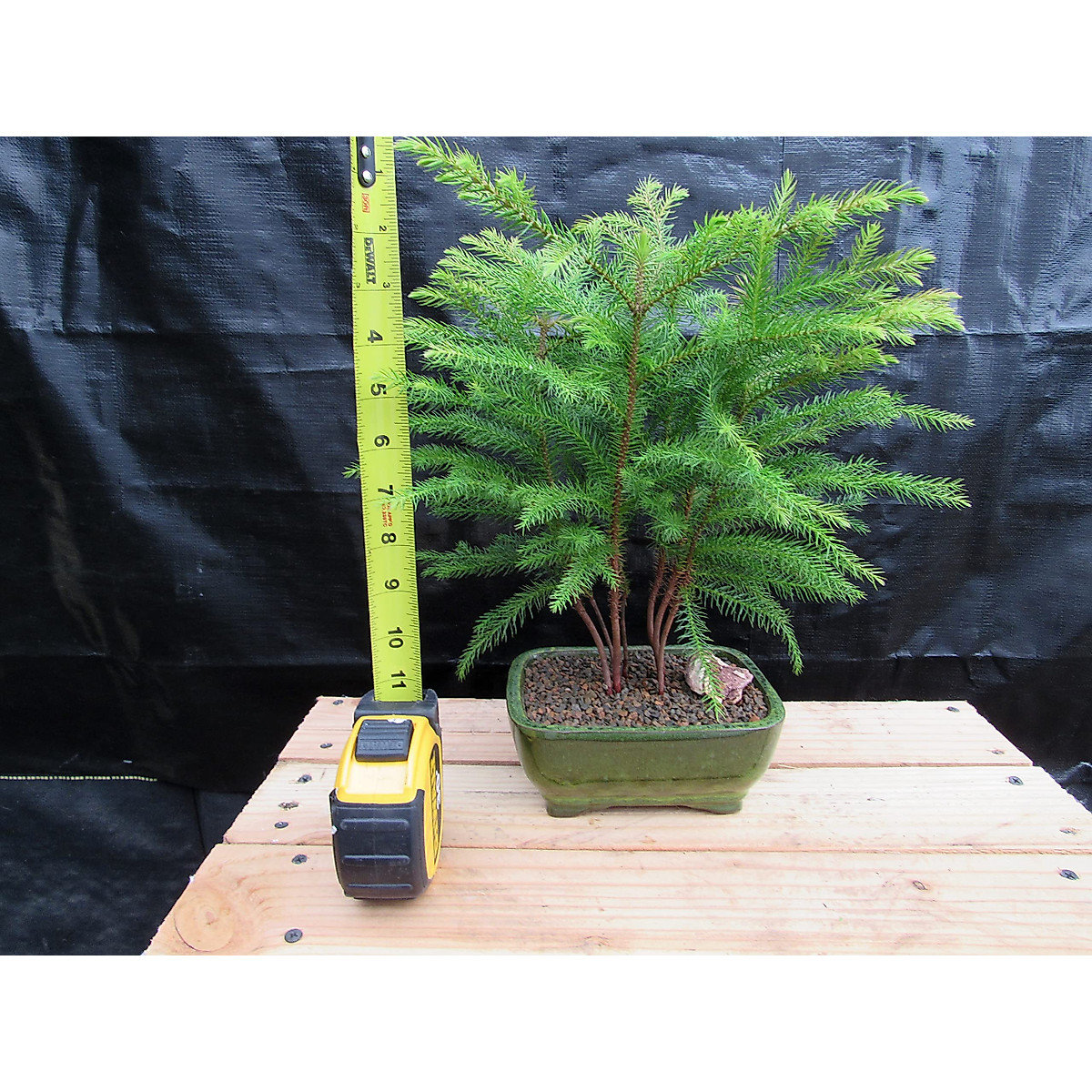 Norfolk Island Pine Bonsai Tree (Medium)