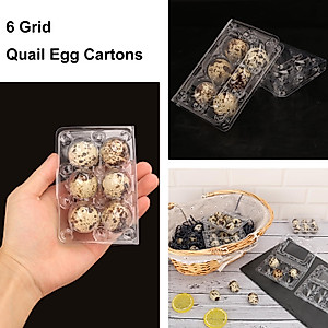 KUKLIPJIM 300 Pack Quail Egg Cartons, Clear Plastic Quail Egg Trays, Holds up to 6 Quail Eggs Securely - Your Ultimate Small Eggs Carton Holders for Bulk Storage and Display