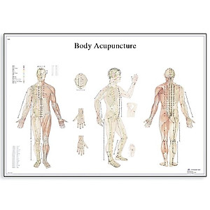 3B Scientific VR1820L Glossy UV Resistant Laminated Paper Body Acupuncture Anatomical Chart, Poster Size 20" Width x 26" Height