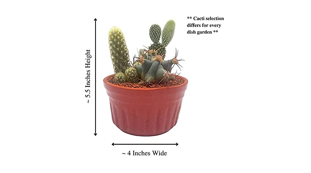 Cactus Garden with 3 Unique Cacti in Stylish Terracotta Pot