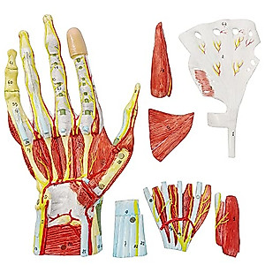 Evotech Numbered Hand Anatomical Skeleton Model W/Bones Muscles Ligaments Nerves and Blood Vessels, 7 Parts Life Size Medical Quality Hand Joint Easy Mounting for Medical Classroom Teaching Study