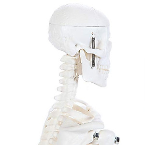 Anatomy Lab Human Skeleton Model, 19" Desktop Skeleton Has Movable Arms and Legs, Details Basic Human Skeletal System with Display Stand