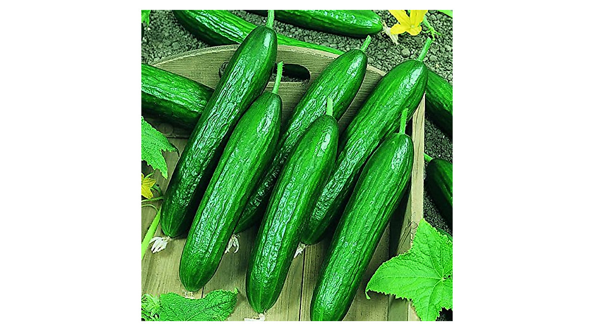 Beit Alpha Cucumber Seeds | Non-GMO Garden Seeds for Bounty