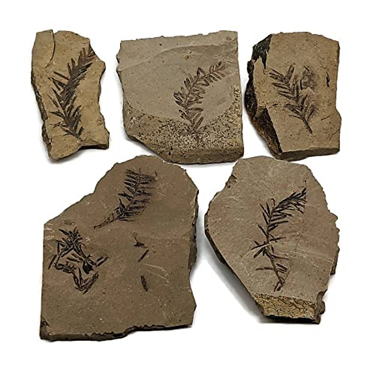 The Geode Mine Genuine Fossilized Leaf from The Metasequoia Tree (Dawn Redwood)