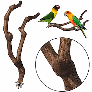 kathson Natural Parrot Perch Bird Stand Pole Wild Grape Stick Paw Grinding Fork Parakeet Climbing Standing Branches Toy Chewable Cage Accessories for Small Budgies Cockatiels Lovebirds 4PCS
