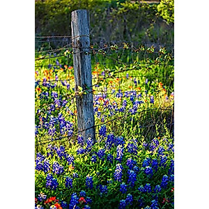 Country Photography Print (Not Framed) Vertical Picture of Fence Post Surrounded by Bluebonnets on Spring Day in Texas Wildflower Wall Art Farmhouse Decor (5" x 7")