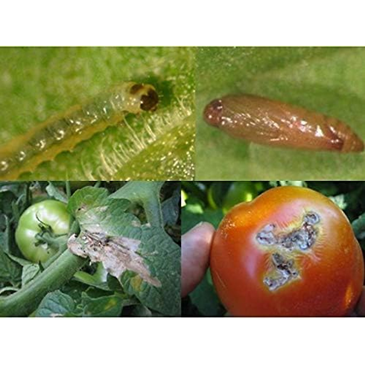 HEDO Pheromone Lure for Tomato Leaf Miner (Tuta absoluta Pheromone Lure) Pack of 20 to Control Damage in Tomato