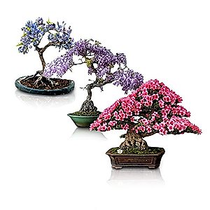Flowering Bonsai Tree Seeds Bundle - 3 Types, All Flowering Tree Seeds, Vibrant Colors - Chinese Wisteria, Judas Tree, Blue Jacaranda