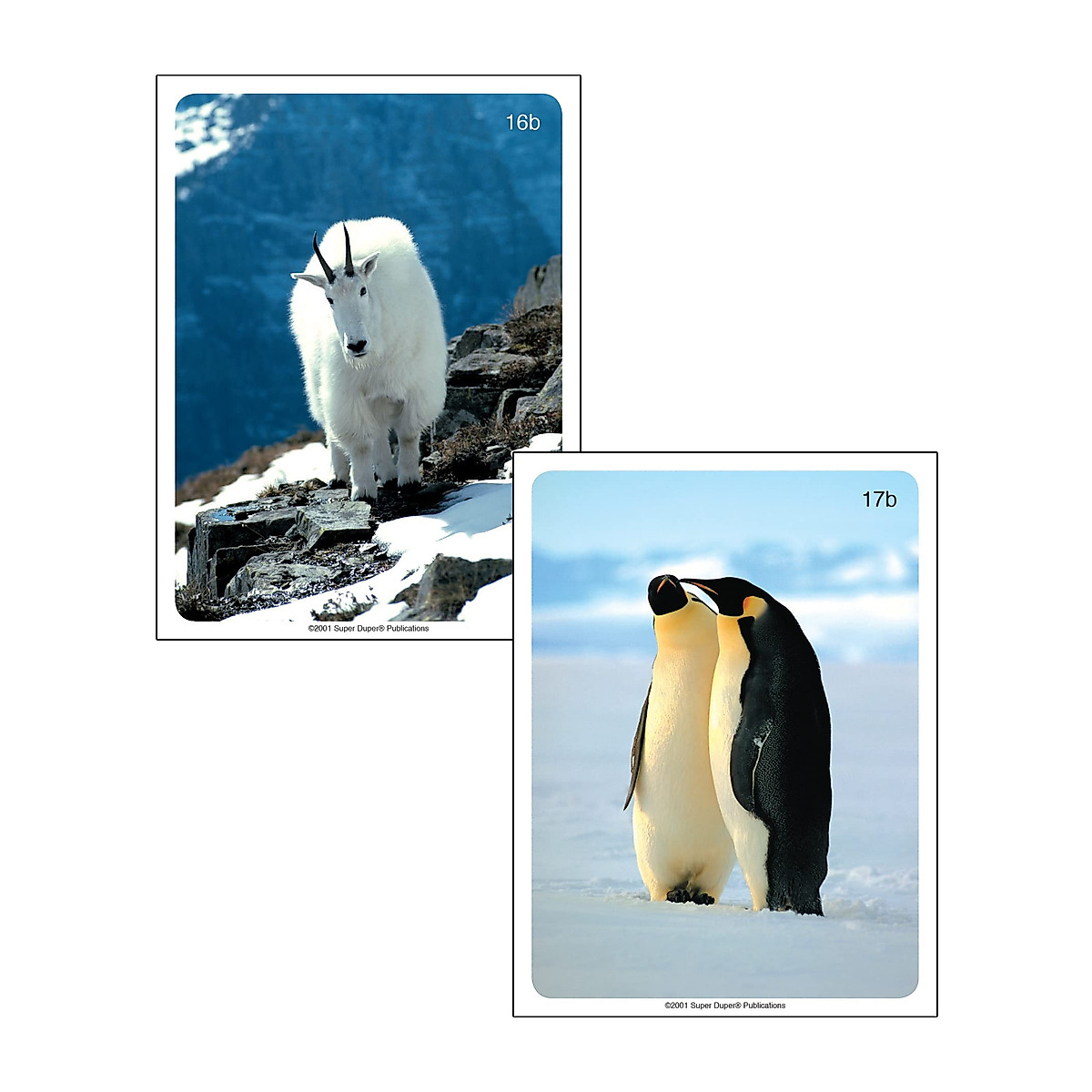 Super Duper Publications | Webber® Animals Photo Card Deck | Educational Learning Resource for Children