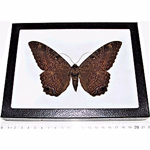 BicBugs Ascalapha odorata Black Witch Moth Texas USA Framed