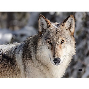 Wildlife Lone Wolf Kitchen Glass Cutting Board Barn Decorative Gift FDesign