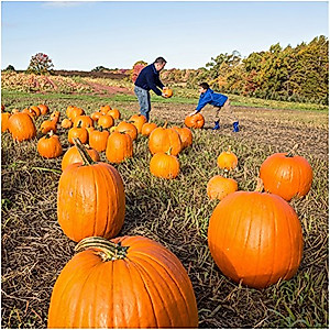 Seed Needs, 200+ Connecticut Field Pumpkin Seeds for Planting (Cucurbita Pepo) Heirloom Vegetable, Grow Large Pumpkins Non-GMO & Untreated Bulk