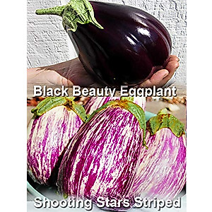 Please Read! This is A Mix!!! 30+ Eggplant Mix Seeds 11 Varieties Heirloom Non-GMO Aubergine, Asian, European, Italian, Profilic, Super Delicious, from USA