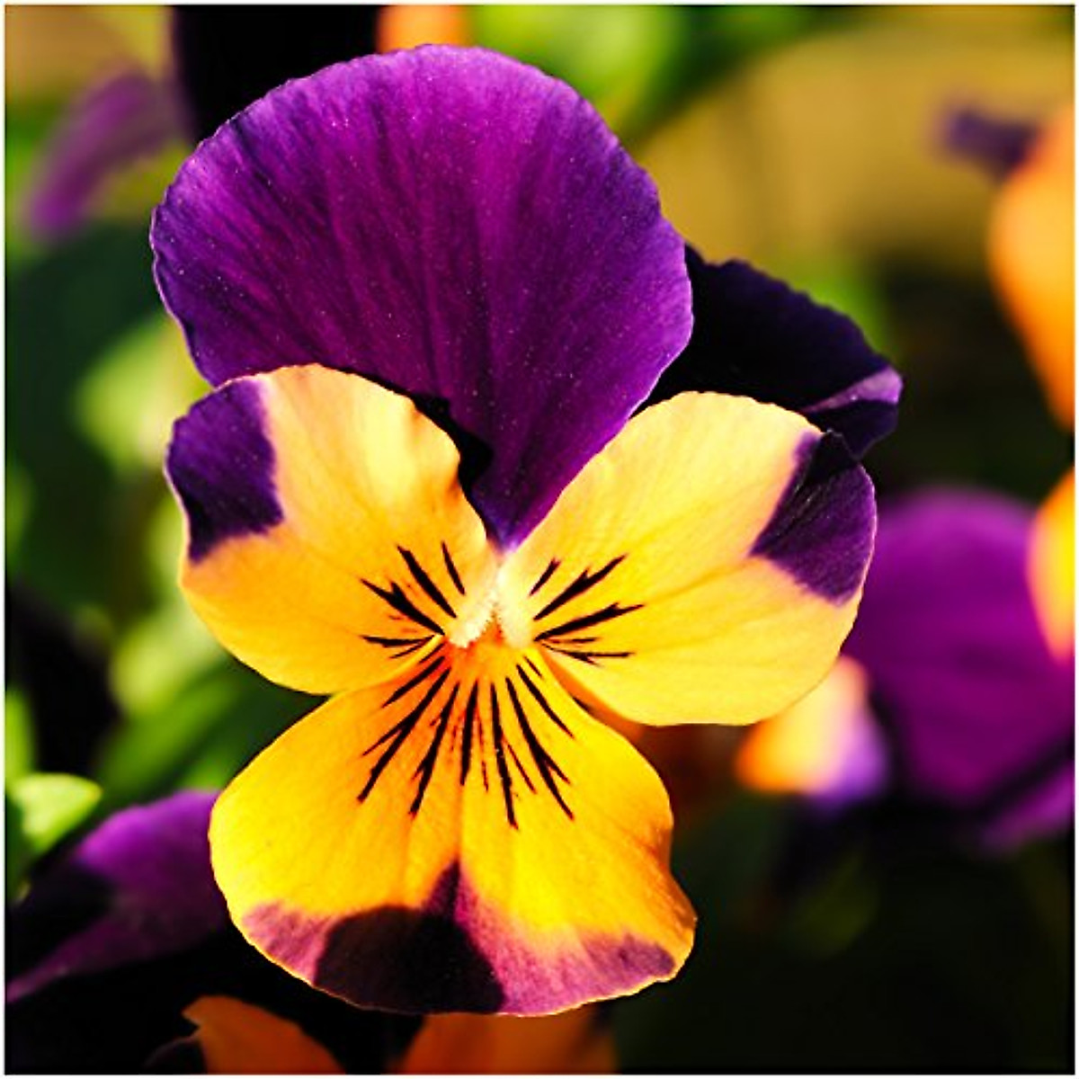 Seed Needs, Edible Wildflower Seed Packet Collection ( 7 Varieties of Flower Seed for Planting) Non-GMO & Untreated - Includes Viola, Pansies, Chives, Borage, Calendula, Nasturtium and Bee Balm