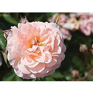 PERFECT PLANTS Apricot Drift Rose Live Plant, 3 Gallon, Includes Care Guide