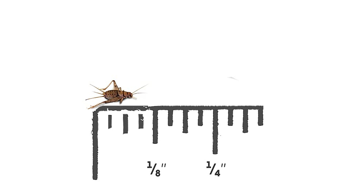 Pinhead Banded Crickets - Live Feeders for Your Pets