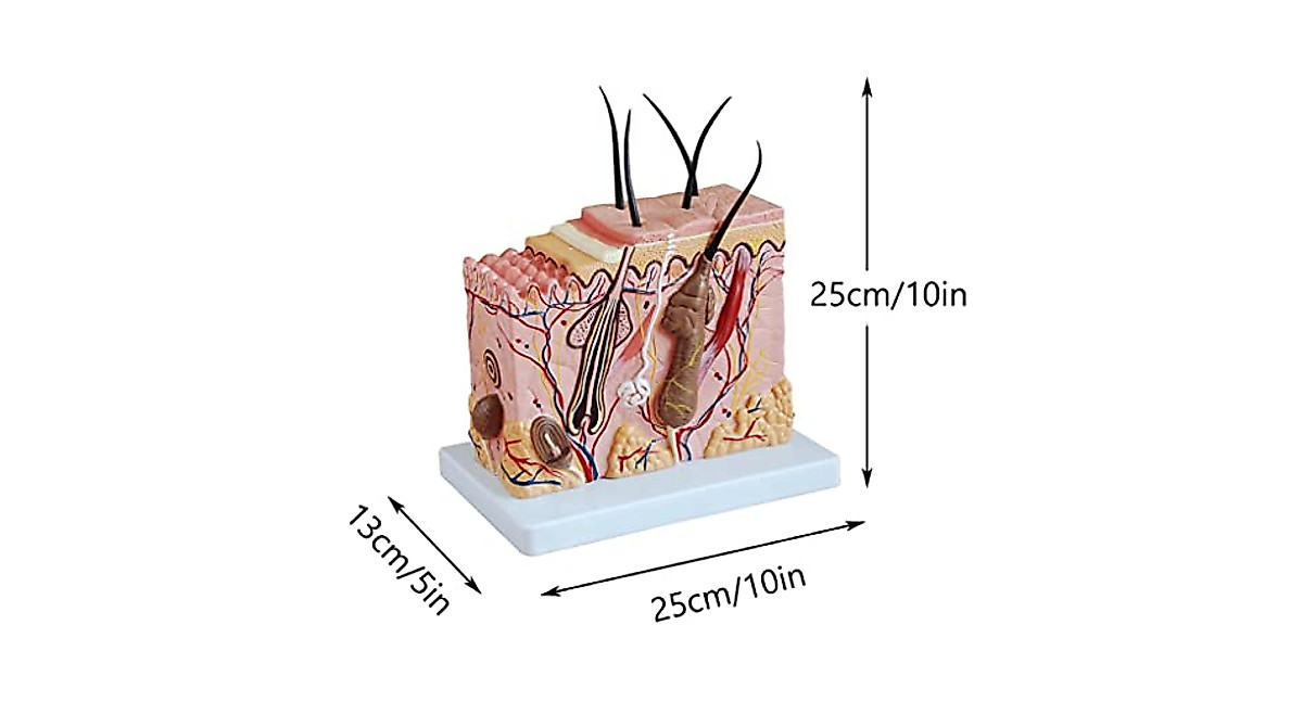 HIRNER Skin Anatomy Model - 70x Magnification for Teaching