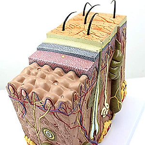 Teaching Model,Skin Anatomical Model, Skin Model, Dermatology Doctor-Patient Communication Model, Beauty Micro-Skin Anatomy Model, Plastic Anatomy Anatomy Teaching Tool