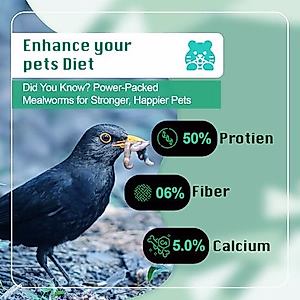 Best Bait 50 Canadian Nightcrawlers (4-6 inch) - Premium Fishing Bait or Pet Feeder - High-Protein, Nutrient-Rich Live Worms for Fishing, Reptiles, Birds & Small Animals - Ideal for Anglers