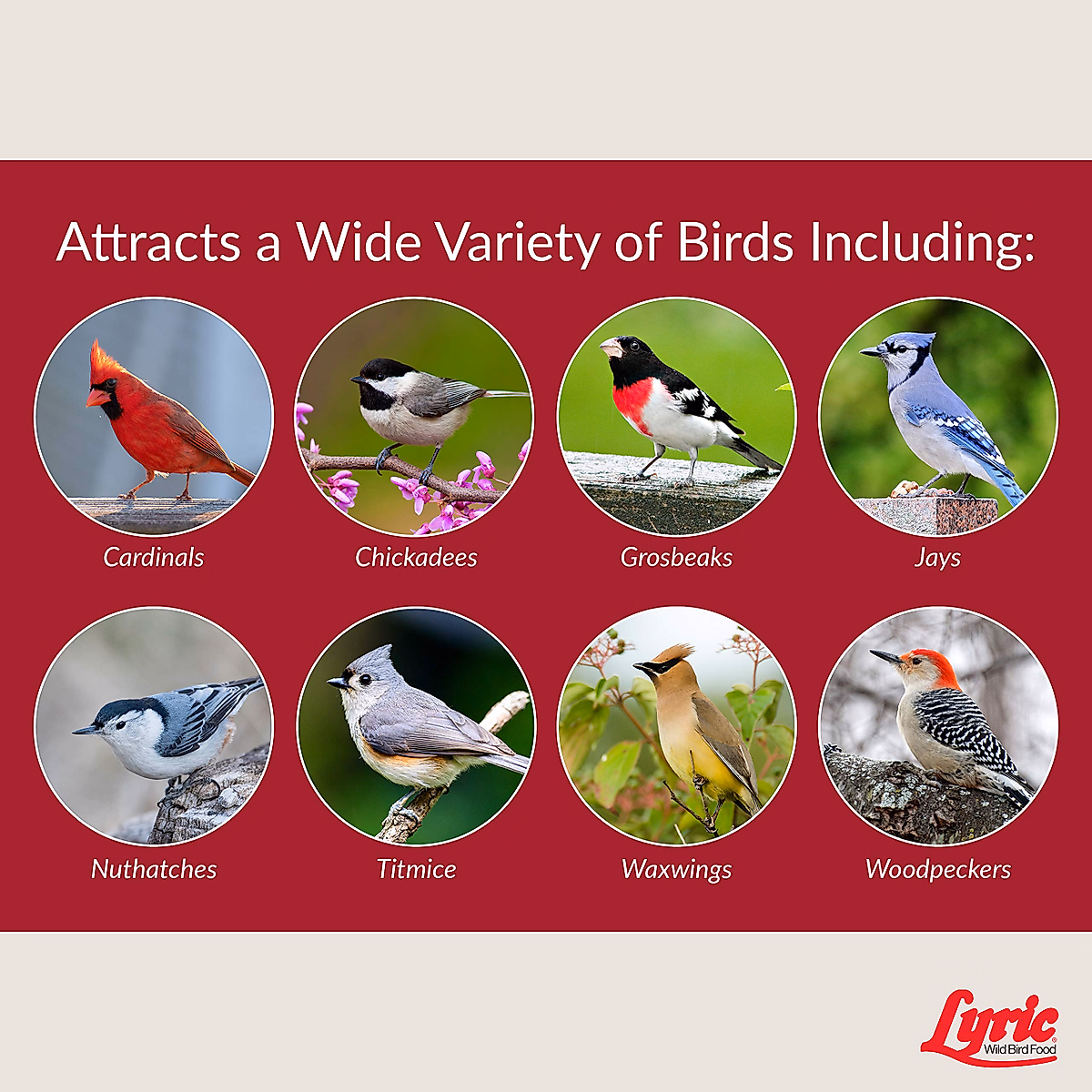 Lyric Fruit and Nut Wild Bird Seed - High Energy Wild Bird Food Mix - Attracts Woodpeckers, Chickadees & Other Songbirds - 5 lb bag